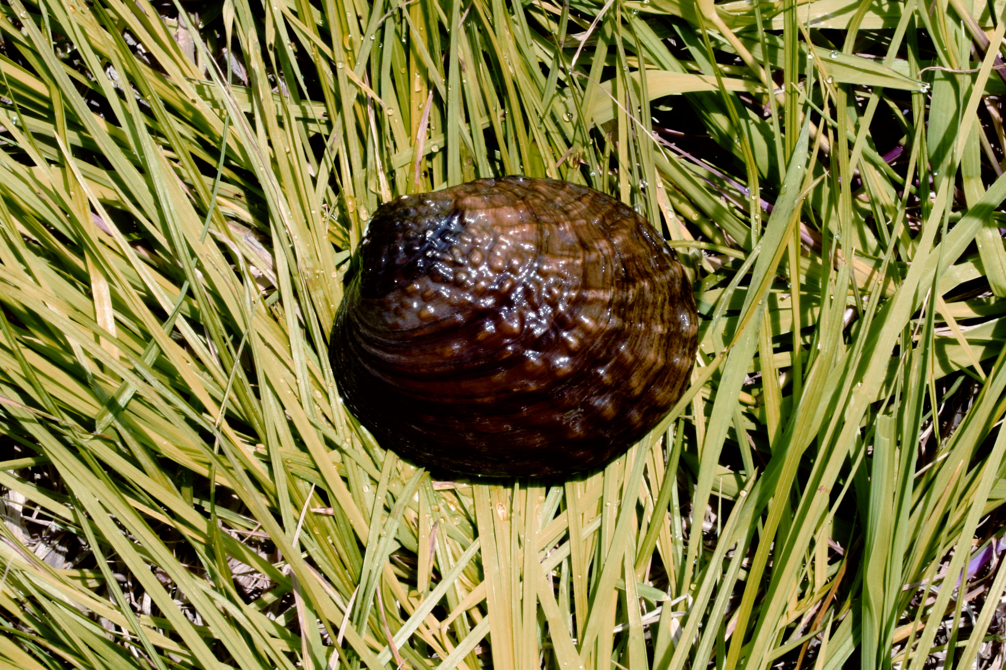 국립생물자원관 한반도의 생물다양성