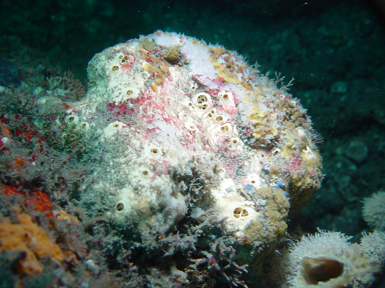 국립생물자원관 한반도의 생물다양성