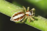 국립생물자원관 한반도의 생물다양성