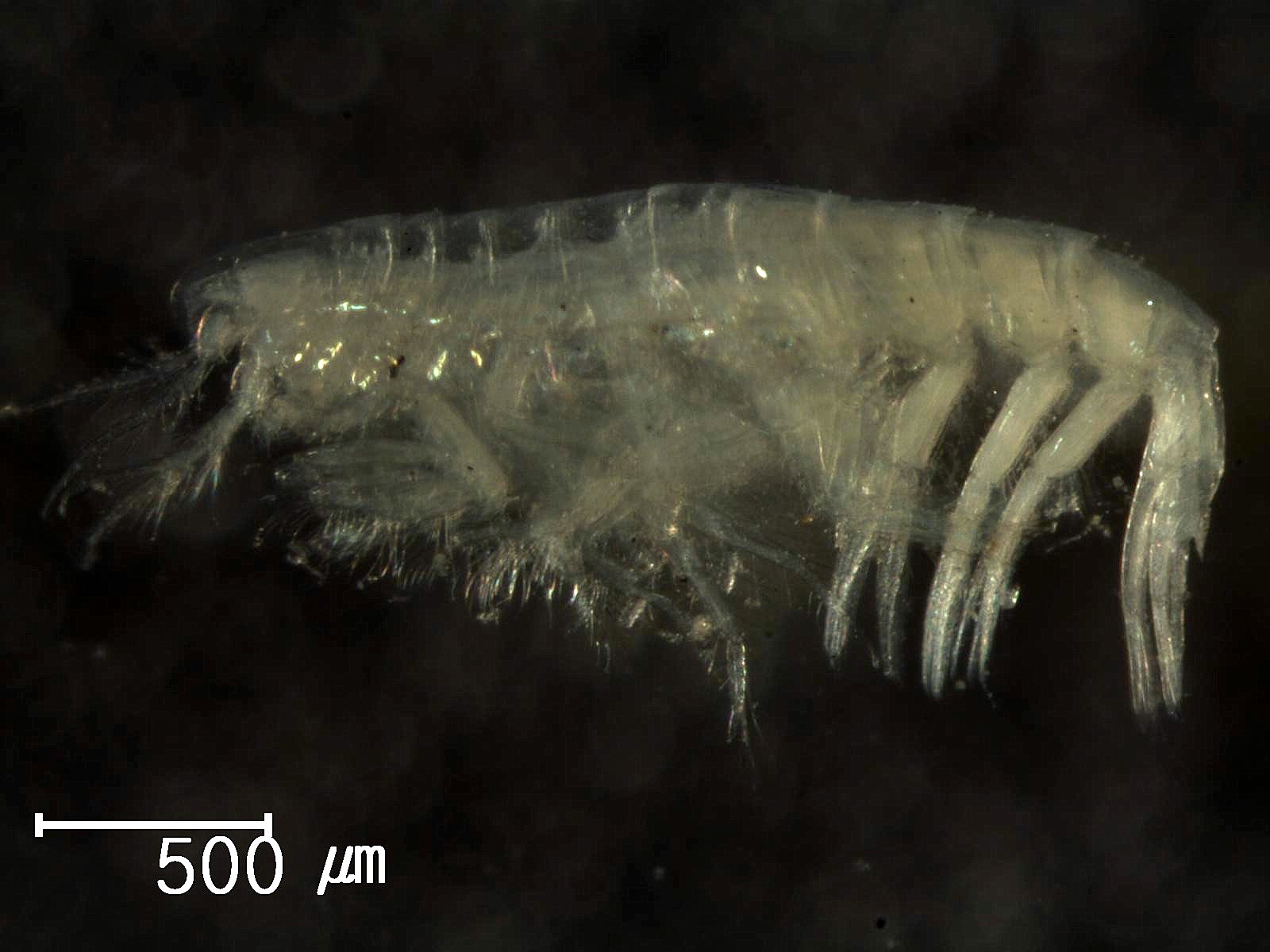 국립생물자원관 한반도의 생물다양성