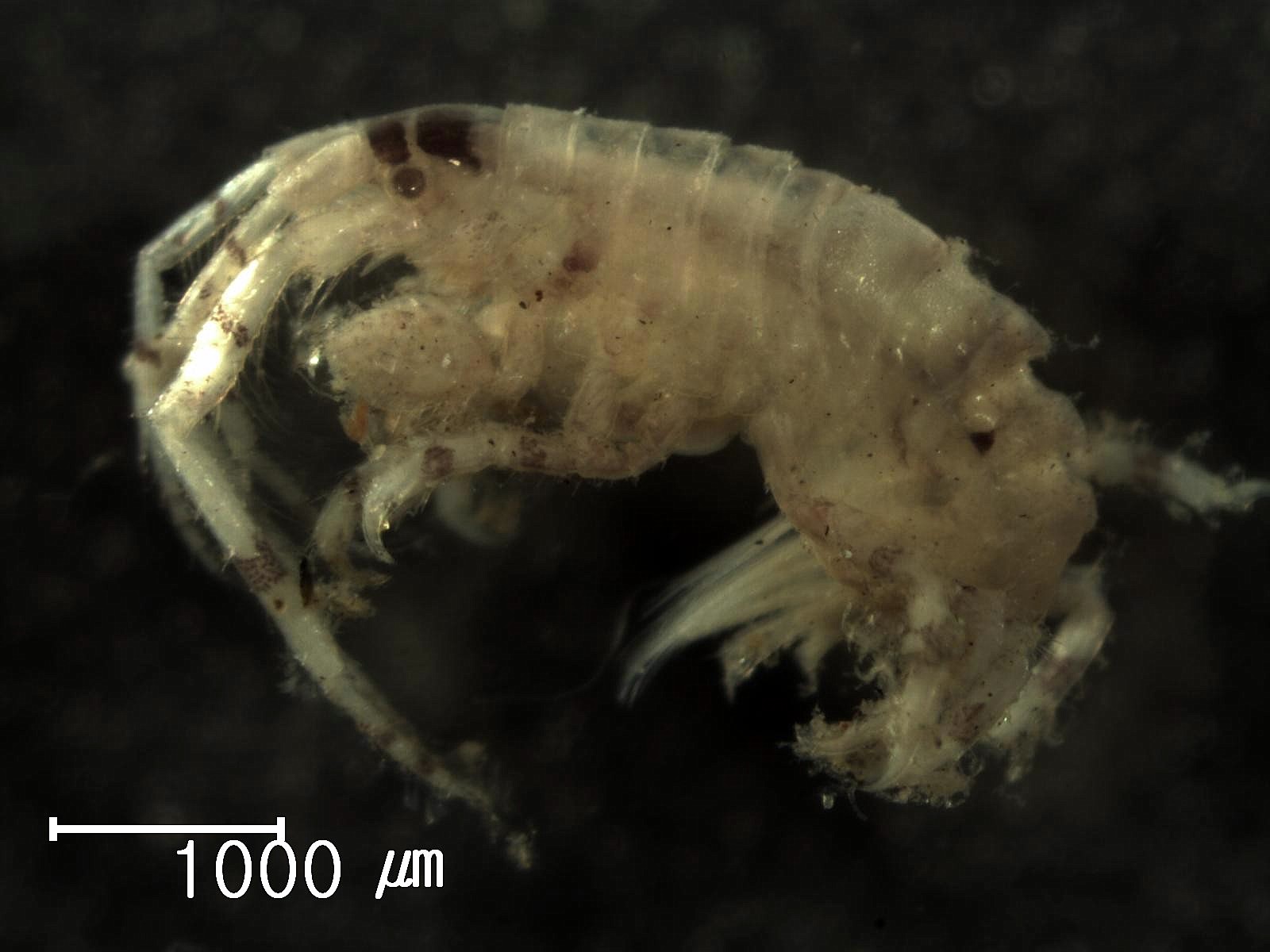 국립생물자원관 한반도의 생물다양성