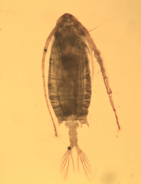 국립생물자원관 한반도의 생물다양성