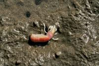 국립생물자원관 한반도의 생물다양성