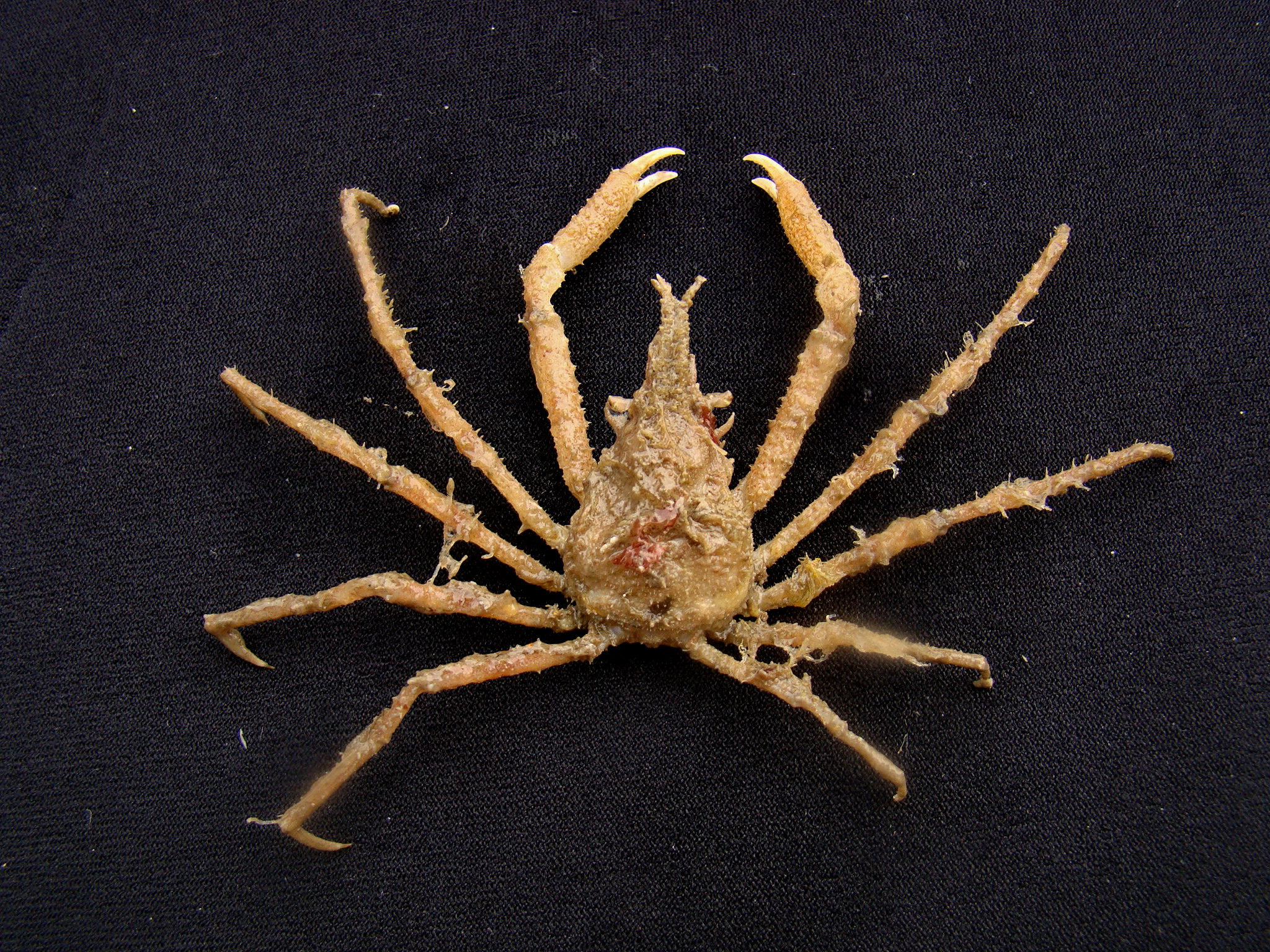 국립생물자원관 한반도의 생물다양성