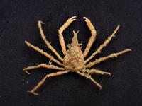 국립생물자원관 한반도의 생물다양성