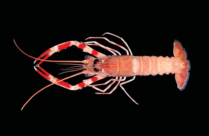 국립생물자원관 한반도의 생물다양성