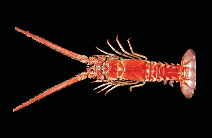 국립생물자원관 한반도의 생물다양성