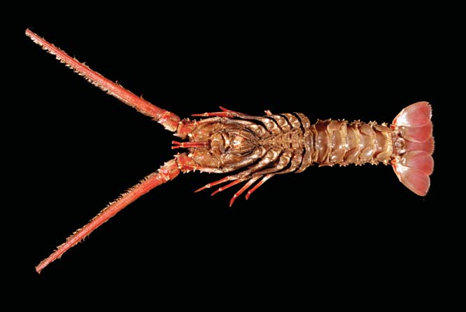 국립생물자원관 한반도의 생물다양성