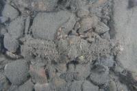 국립생물자원관 한반도의 생물다양성