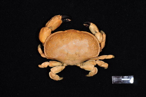 국립생물자원관 한반도의 생물다양성