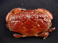 국립생물자원관 한반도의 생물다양성