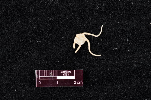 국립생물자원관 한반도의 생물다양성