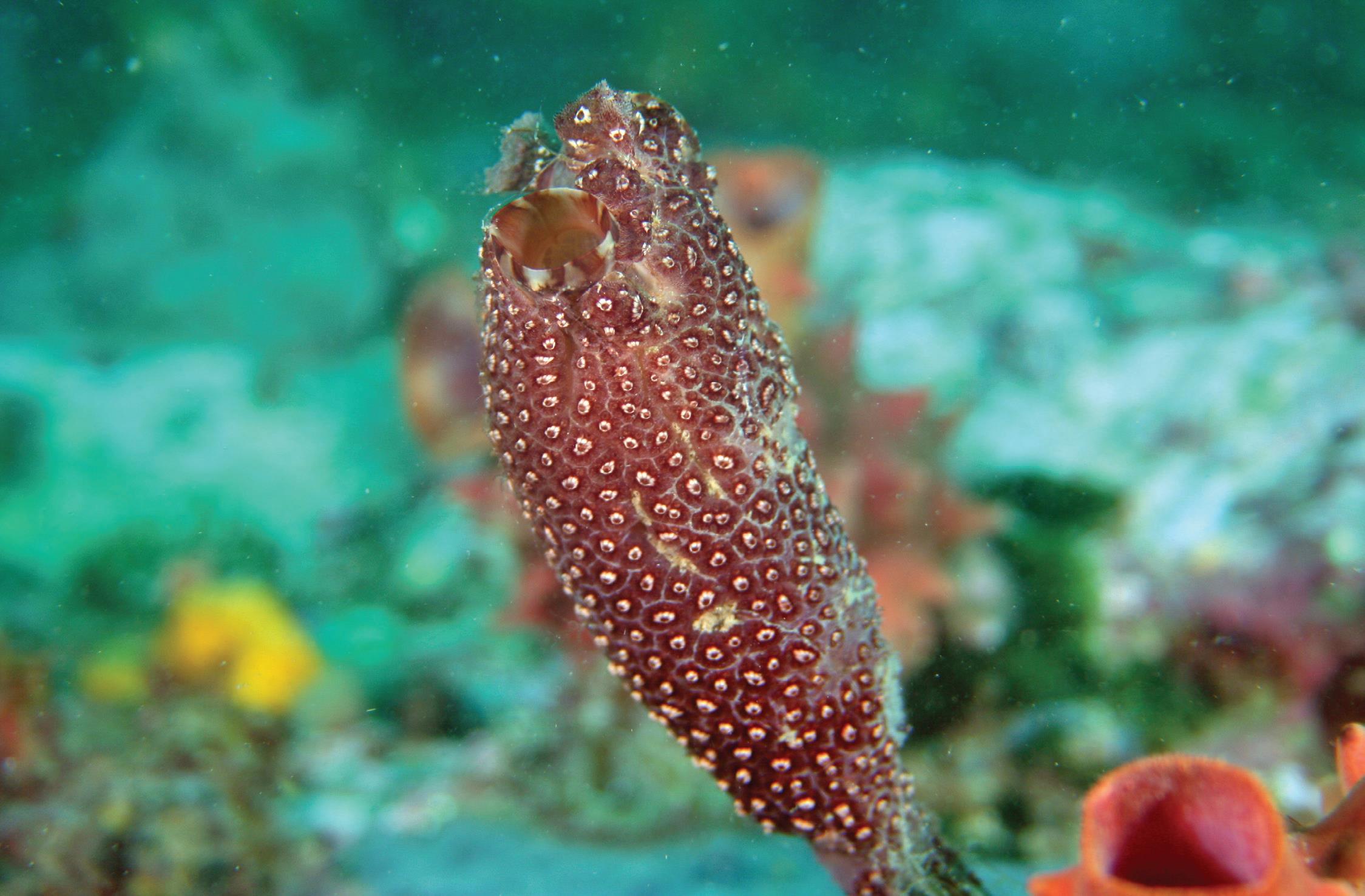 국립생물자원관 한반도의 생물다양성