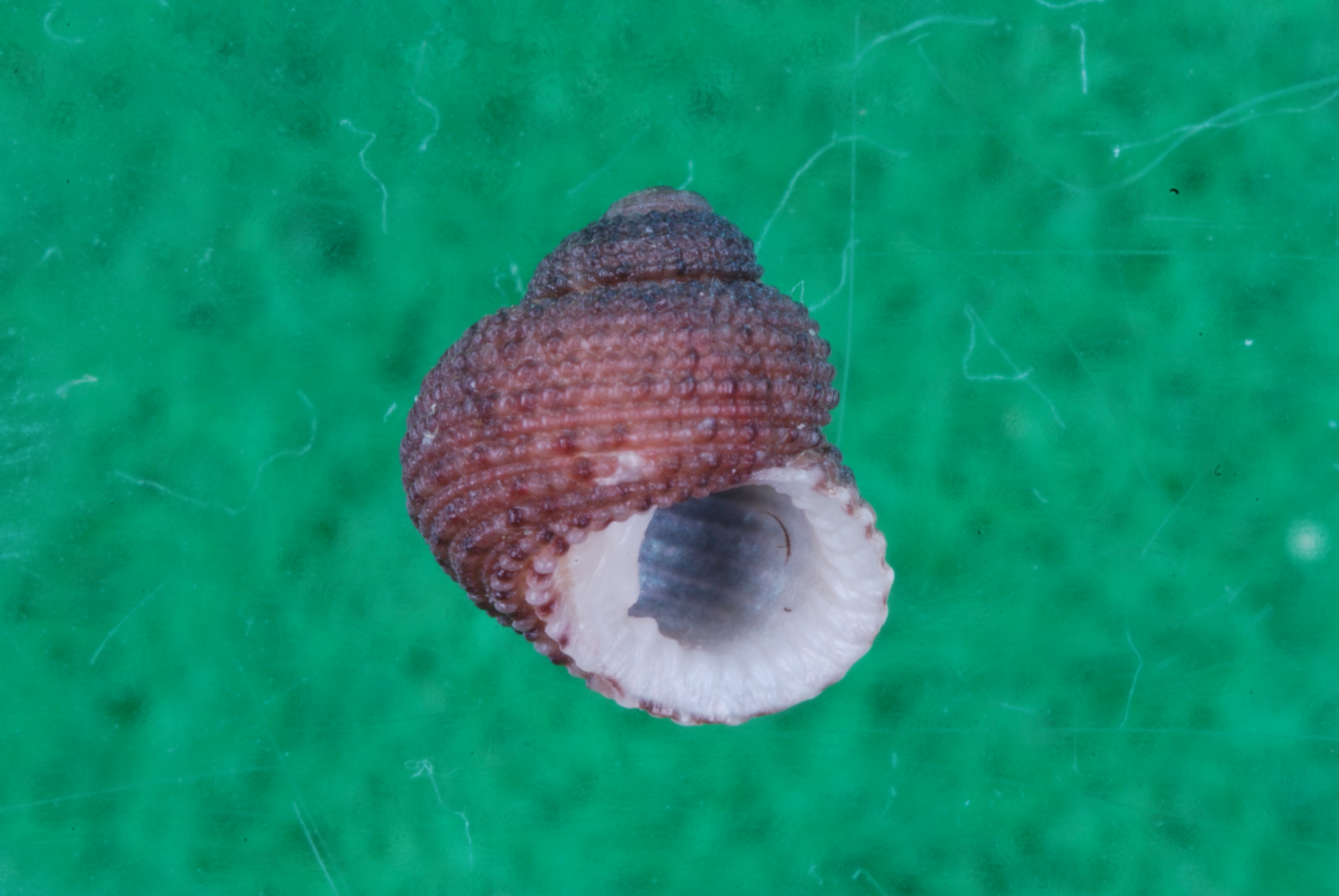 국립생물자원관 한반도의 생물다양성