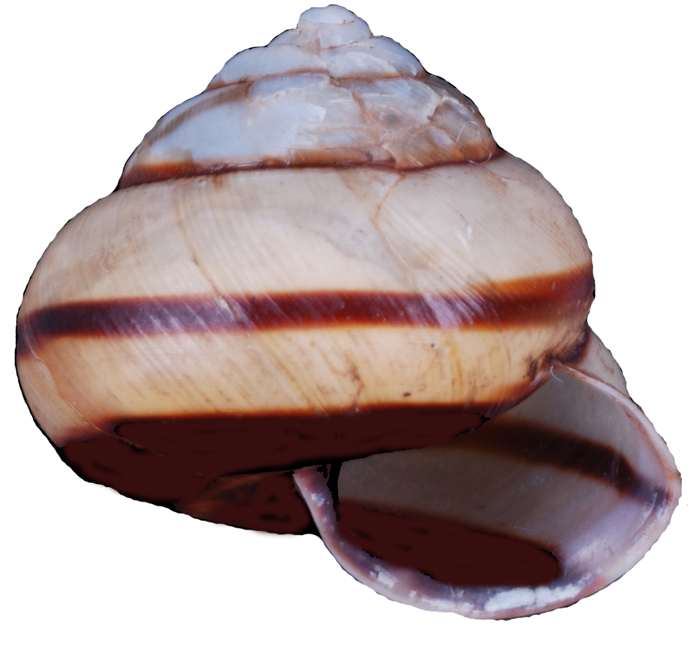 국립생물자원관 한반도의 생물다양성