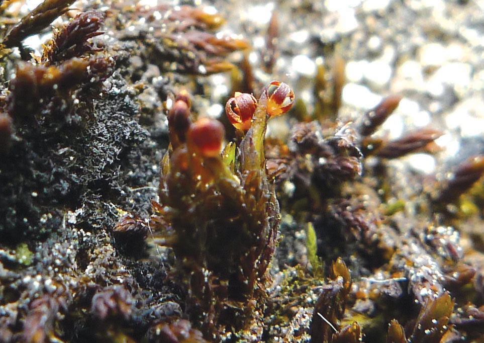 국립생물자원관 한반도의 생물다양성