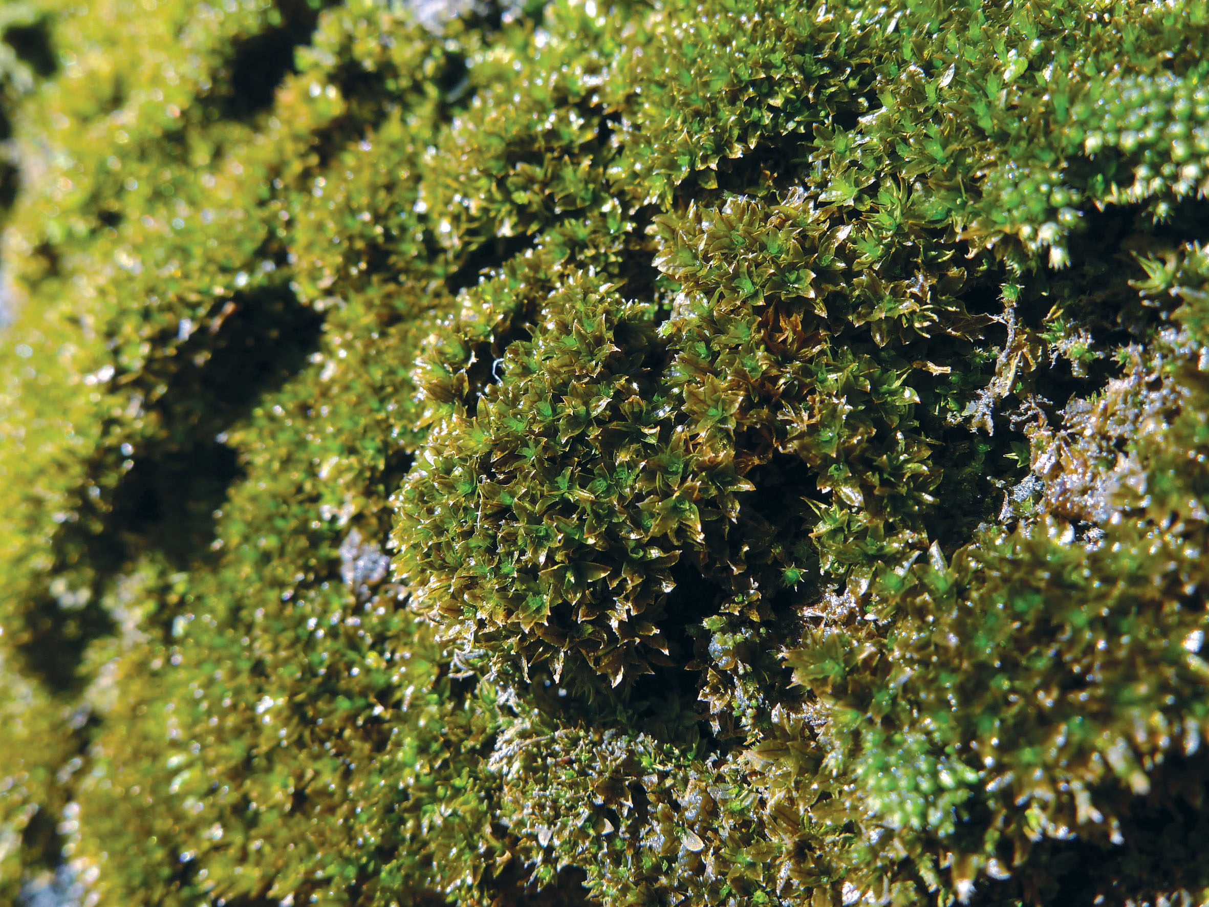 국립생물자원관 한반도의 생물다양성