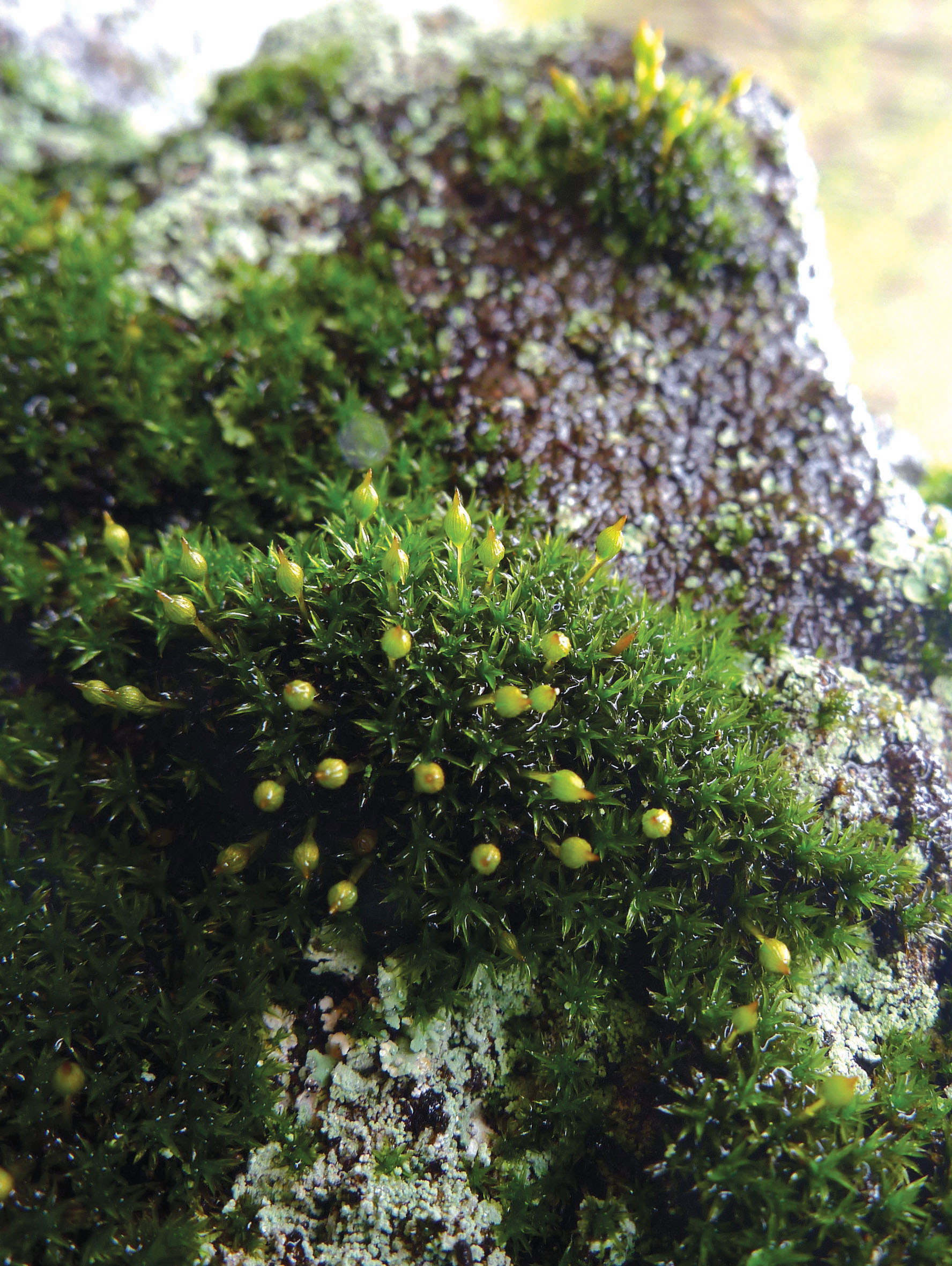 국립생물자원관 한반도의 생물다양성