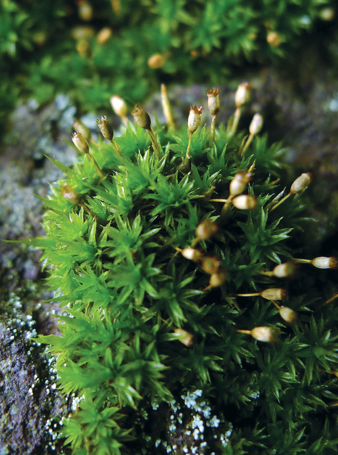 국립생물자원관 한반도의 생물다양성