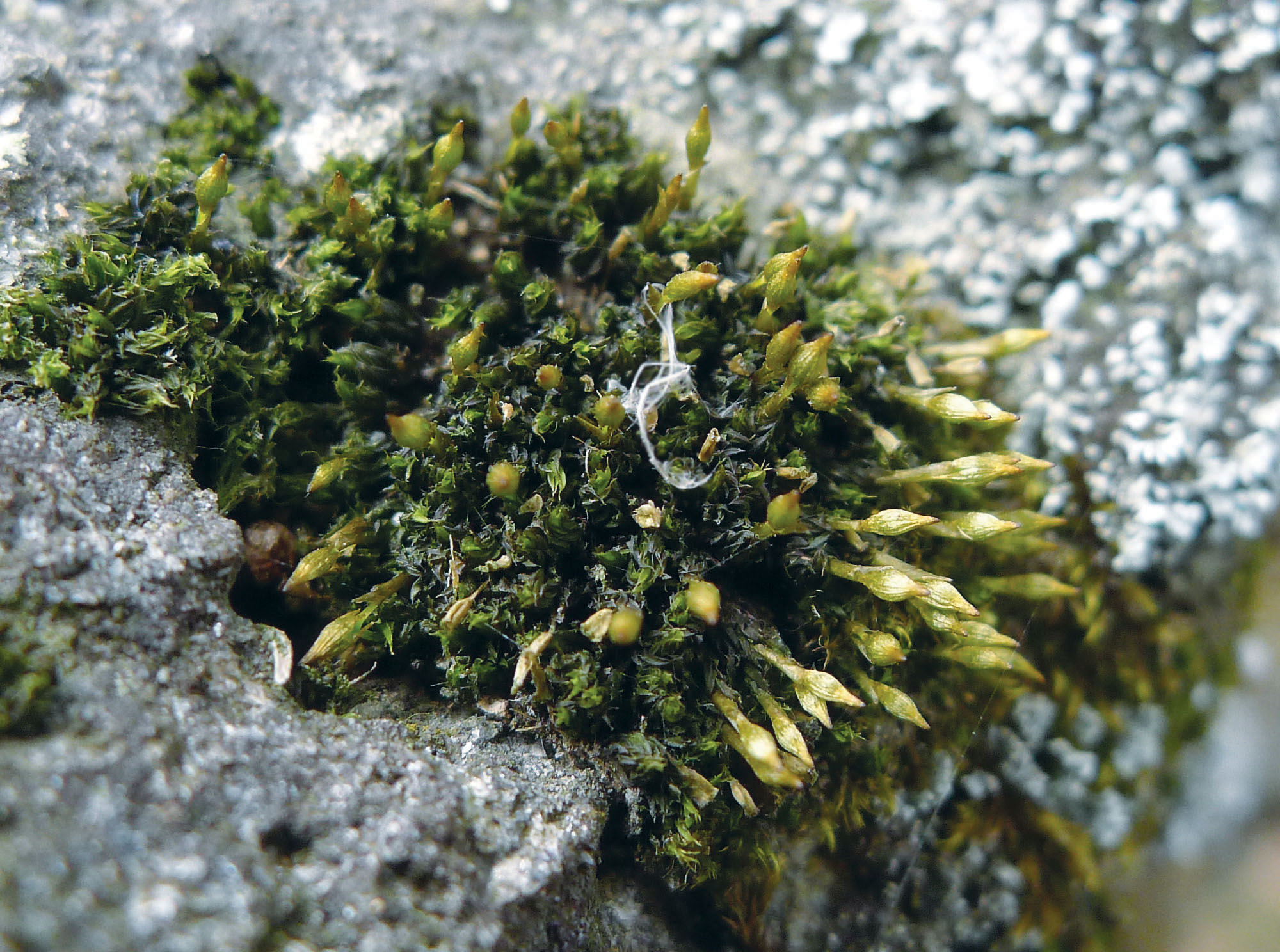 국립생물자원관 한반도의 생물다양성