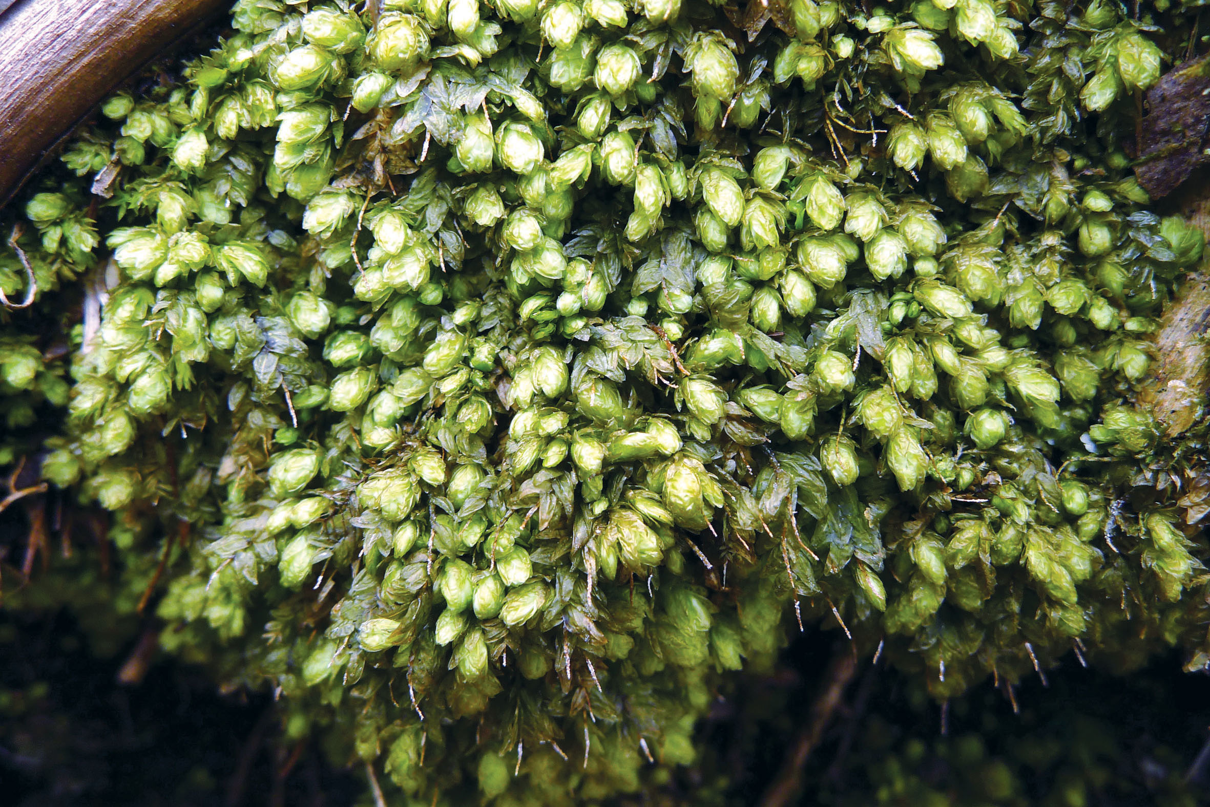 국립생물자원관 한반도의 생물다양성