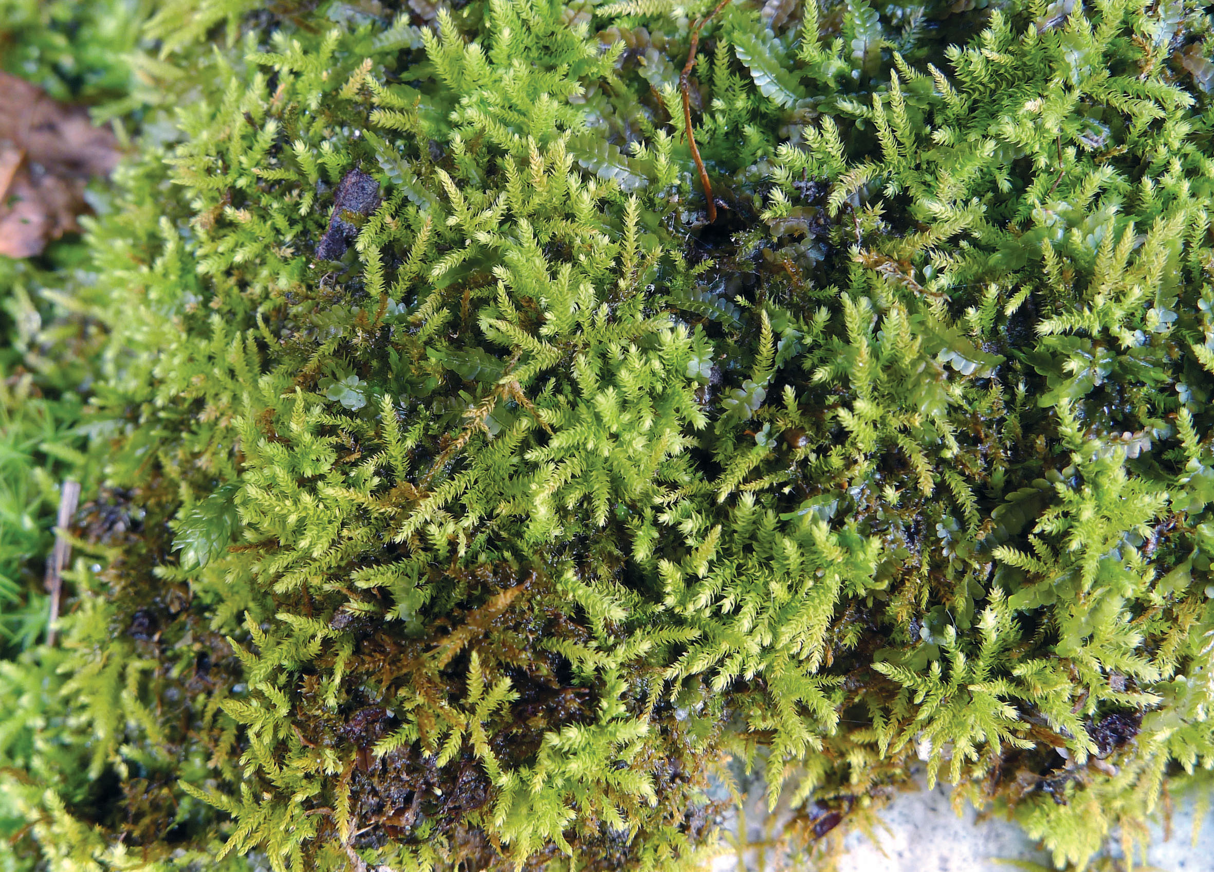 국립생물자원관 한반도의 생물다양성