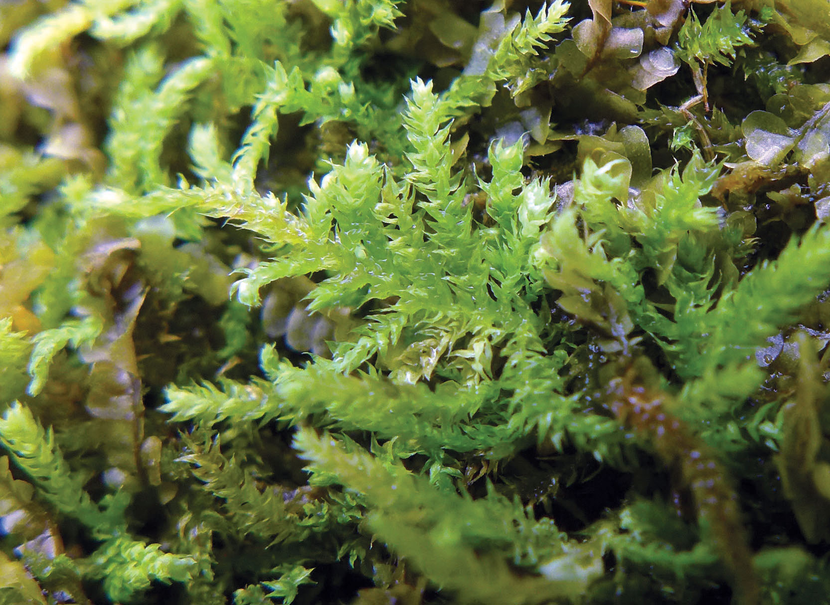 국립생물자원관 한반도의 생물다양성