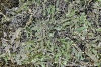 국립생물자원관 한반도의 생물다양성