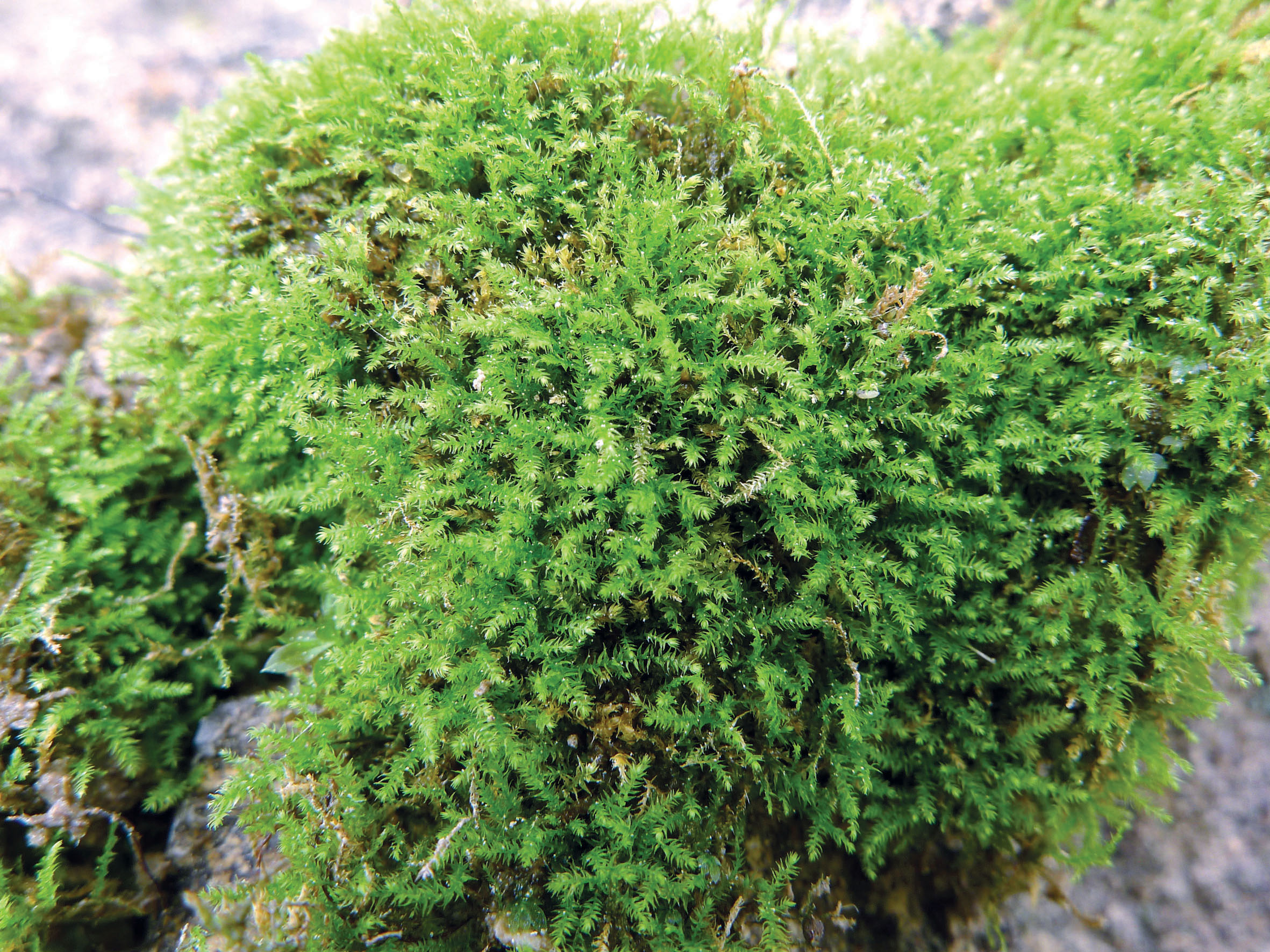 국립생물자원관 한반도의 생물다양성