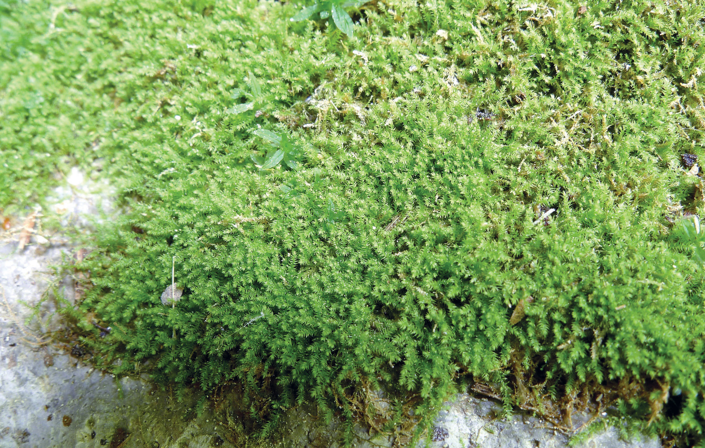 국립생물자원관 한반도의 생물다양성