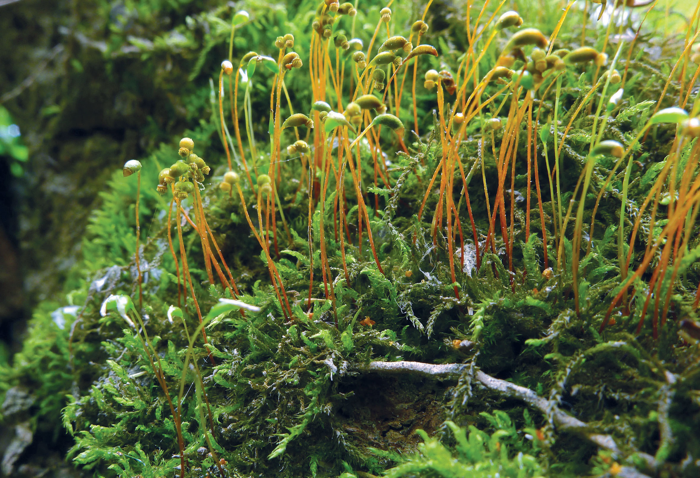 국립생물자원관 한반도의 생물다양성