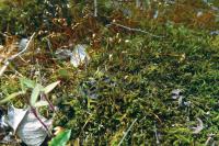 국립생물자원관 한반도의 생물다양성