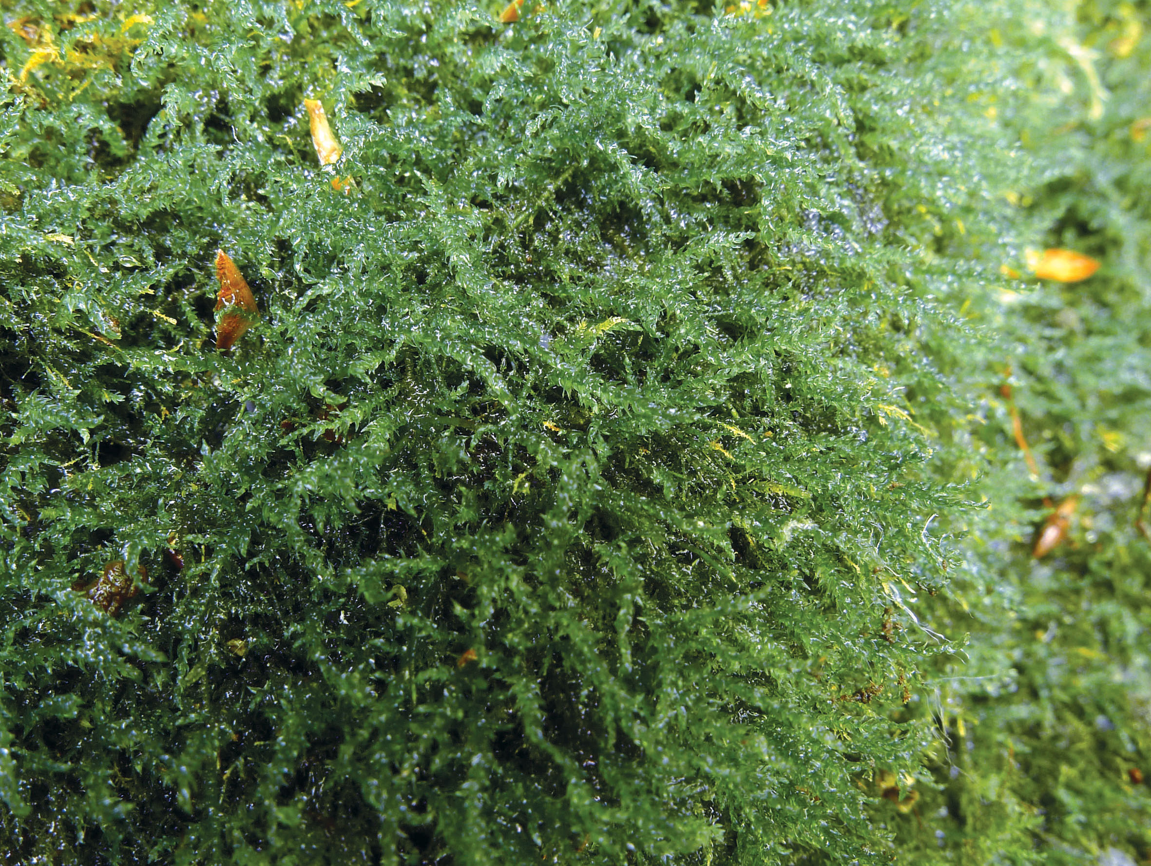 국립생물자원관 한반도의 생물다양성