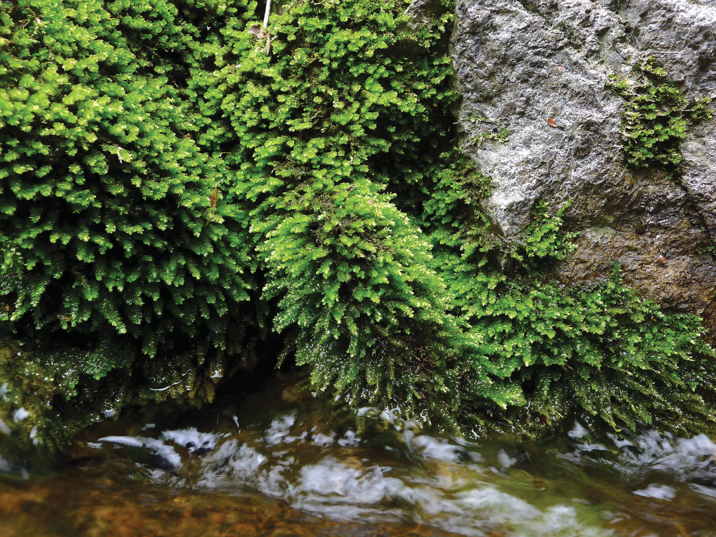 국립생물자원관 한반도의 생물다양성