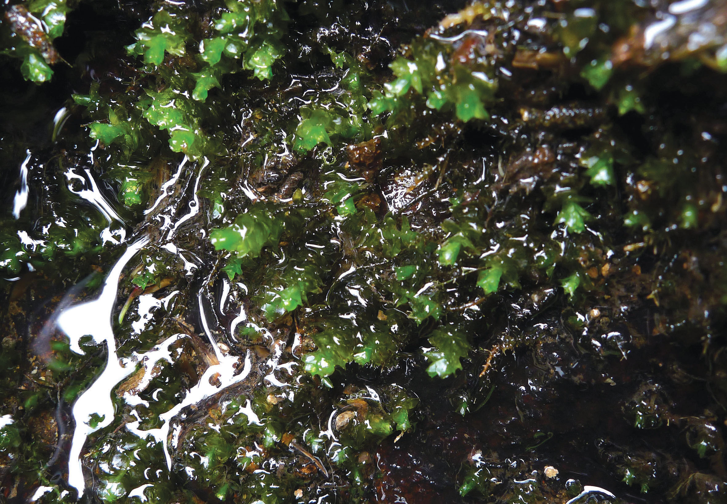 국립생물자원관 한반도의 생물다양성