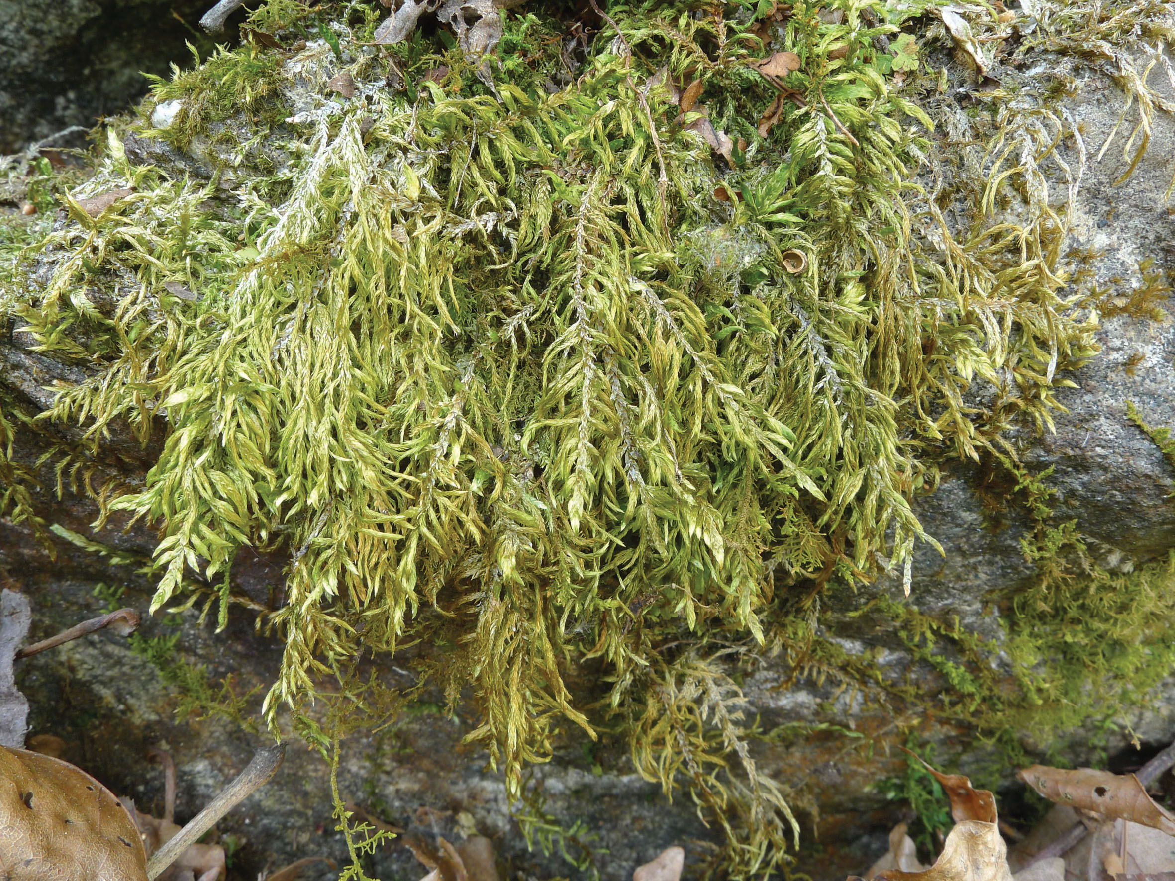 국립생물자원관 한반도의 생물다양성