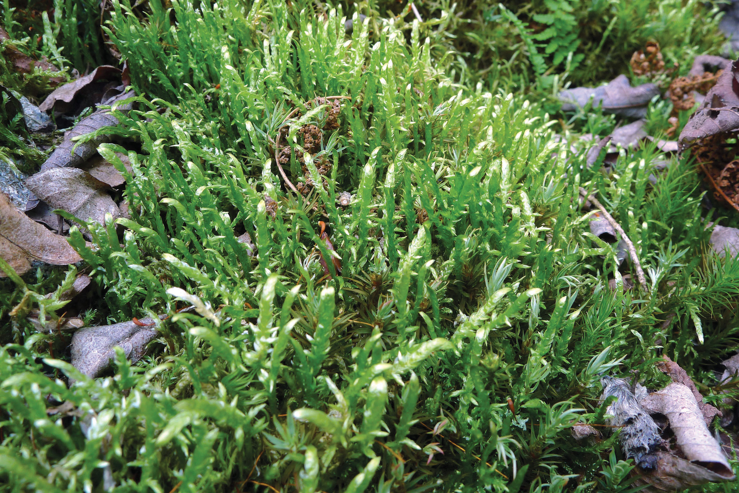 국립생물자원관 한반도의 생물다양성