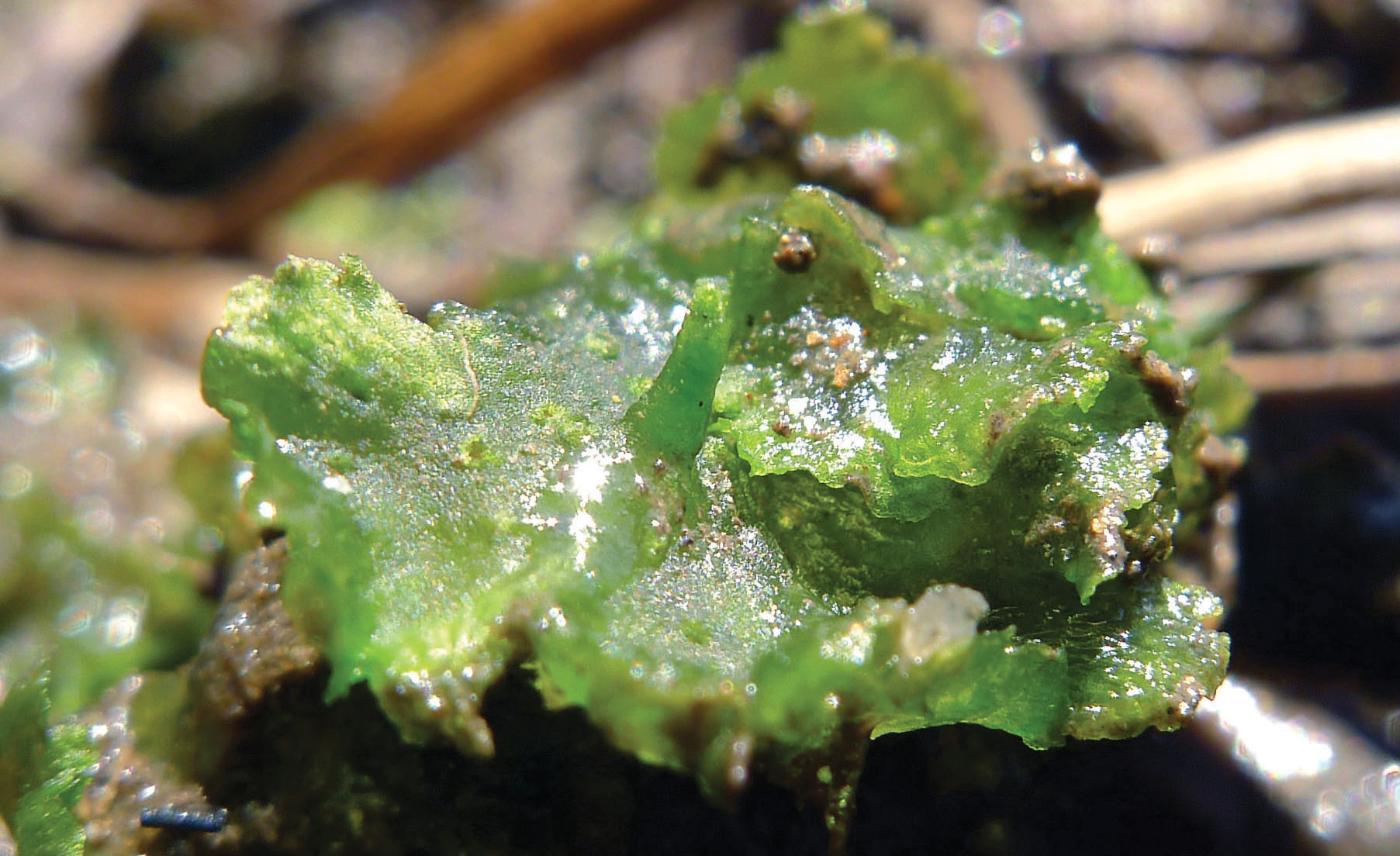 국립생물자원관 한반도의 생물다양성