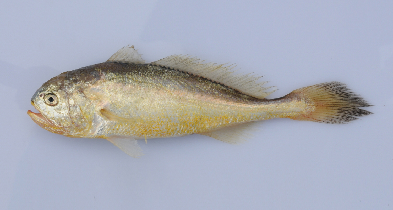 국립생물자원관 한반도의 생물다양성