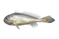 국립생물자원관 한반도의 생물다양성