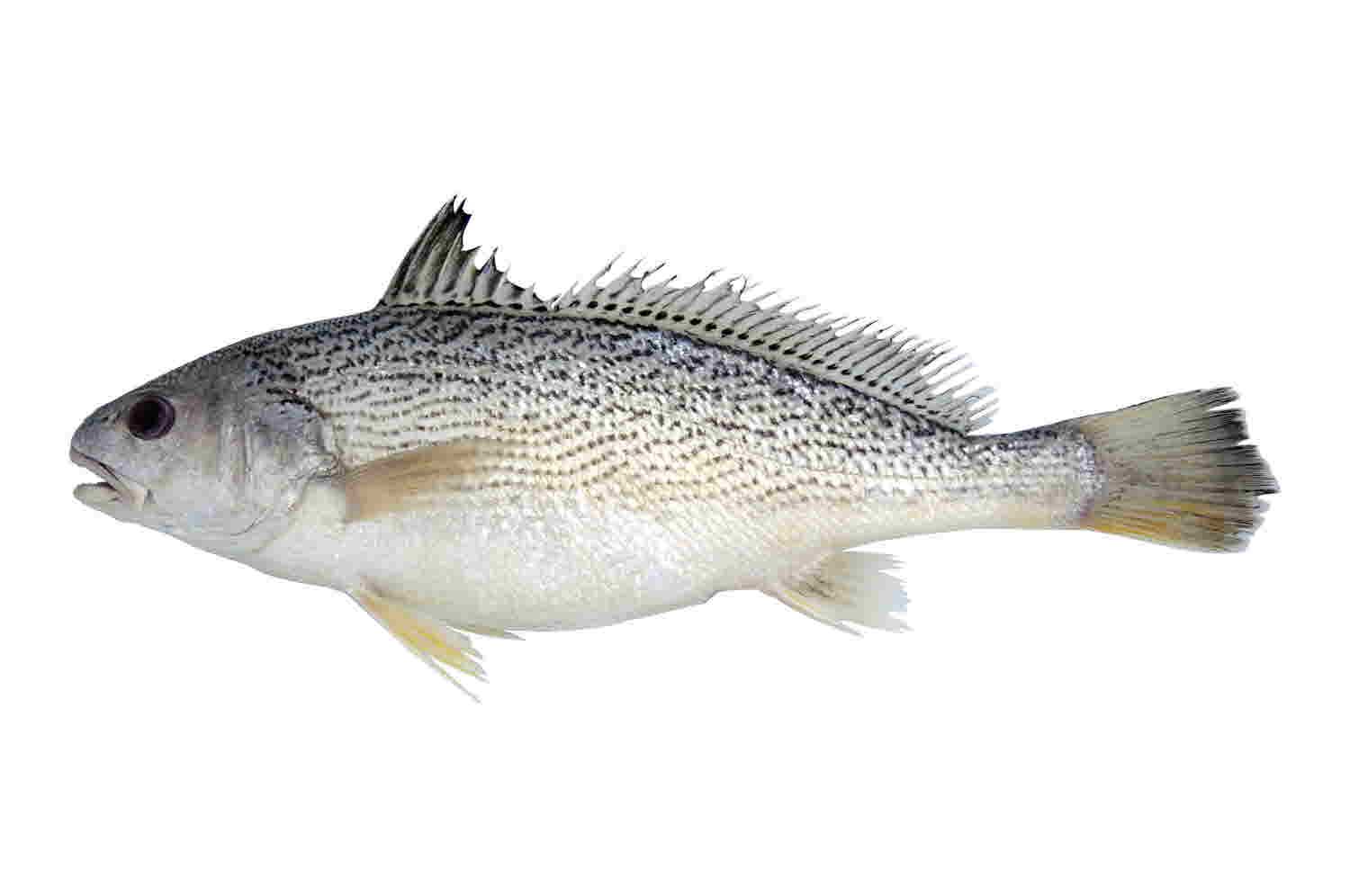 국립생물자원관 한반도의 생물다양성