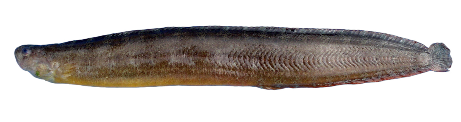 국립생물자원관 한반도의 생물다양성