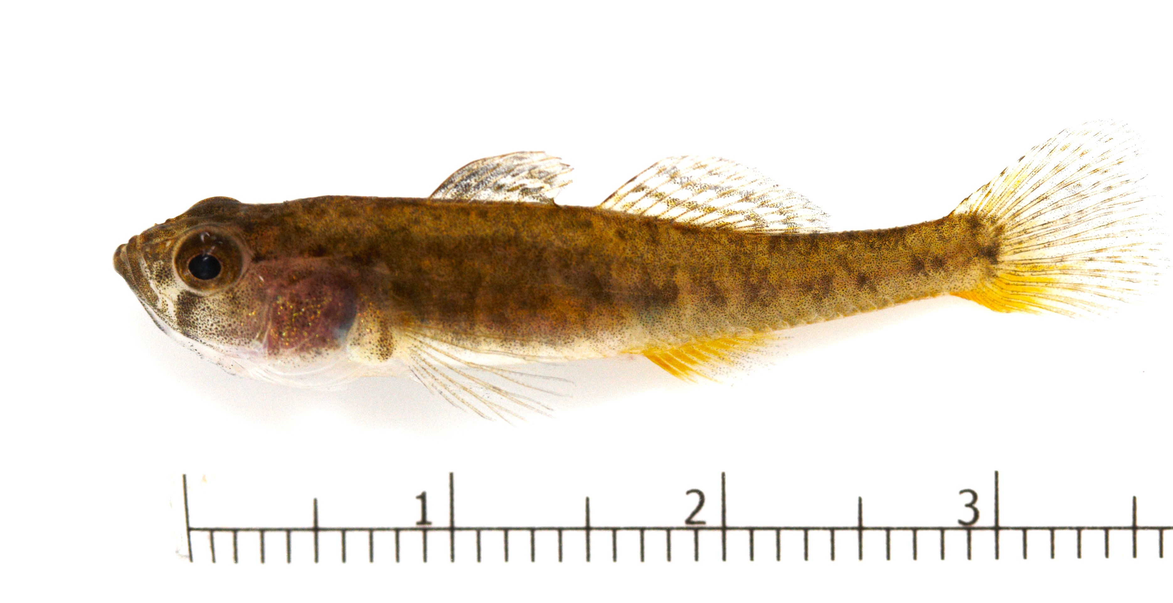 국립생물자원관 한반도의 생물다양성