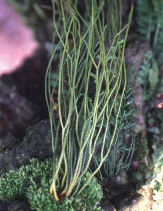 국립생물자원관 한반도의 생물다양성