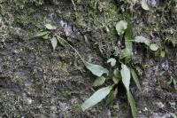 국립생물자원관 한반도의 생물다양성