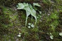 국립생물자원관 한반도의 생물다양성