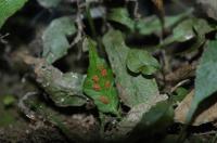 국립생물자원관 한반도의 생물다양성