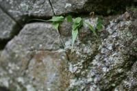 국립생물자원관 한반도의 생물다양성