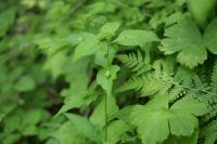 국립생물자원관 한반도의 생물다양성