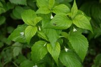 국립생물자원관 한반도의 생물다양성